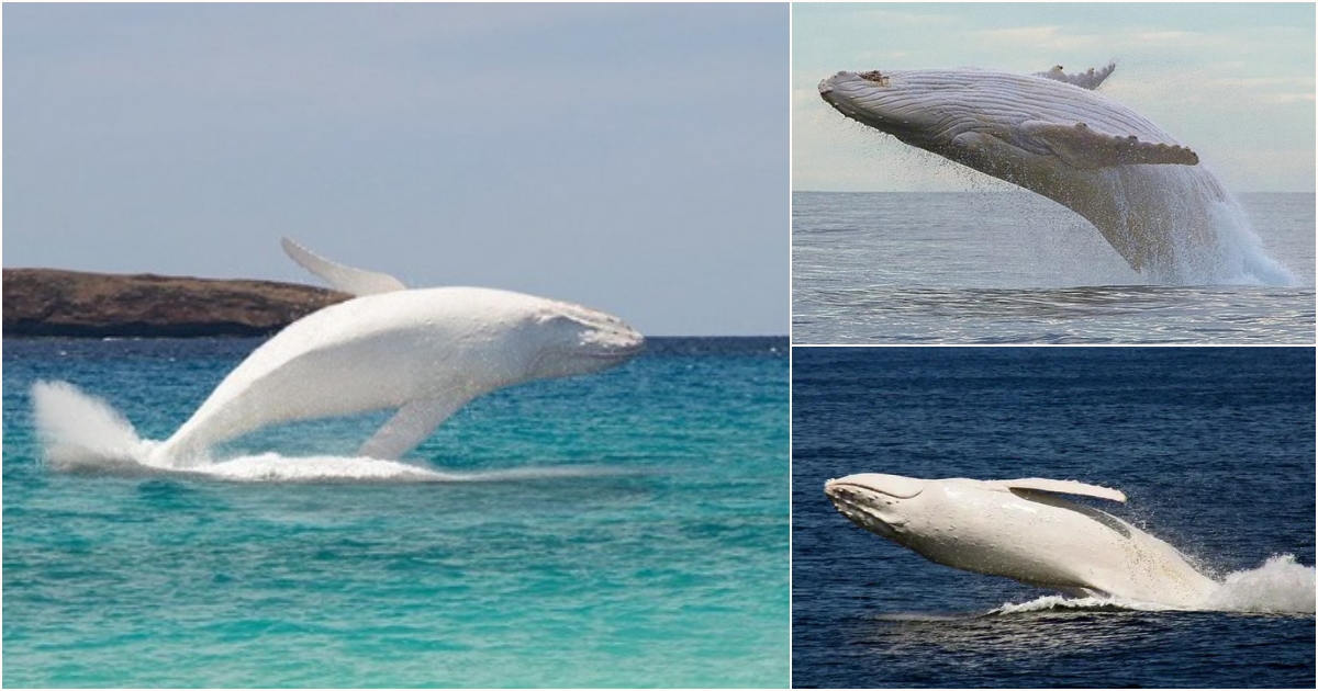 Rare Sighting: Baby of Migaloo, the White Whale, Spotted Just 500m off ... Rare Sighting: Baby of Migaloo, the White Whale, Spotted Just 500m off ...
